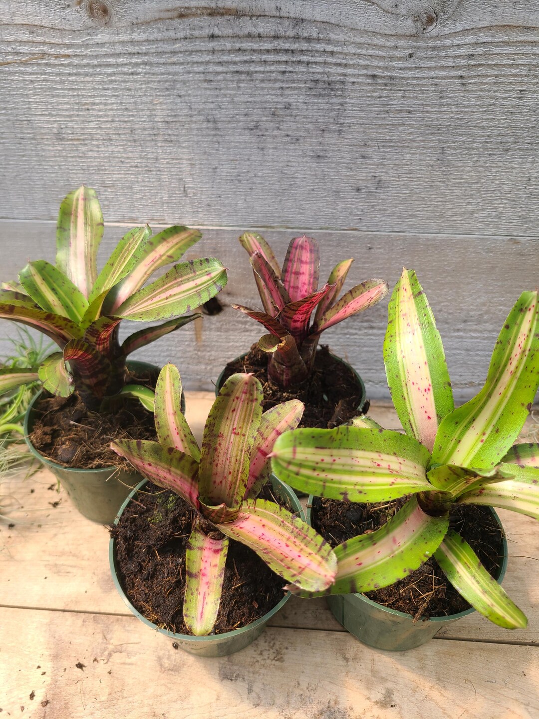 Neoregelia 'UFO': Variegated Bromeliad, 4" Container - Etsy