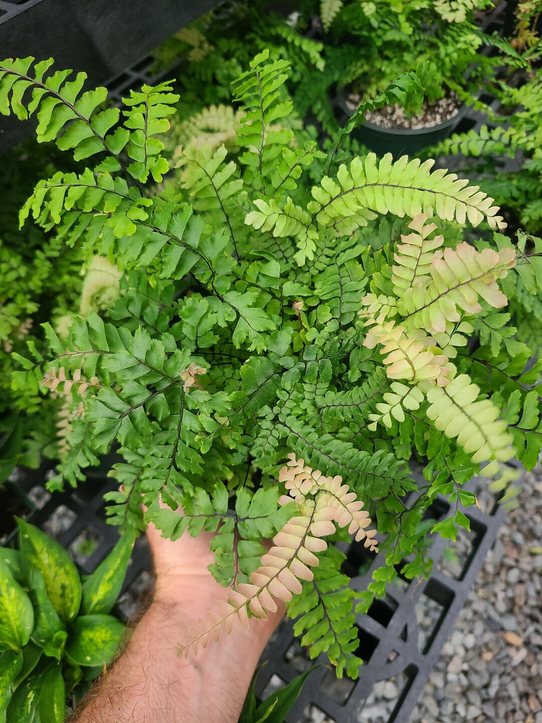 Adiantum Hispidulum 'bronze Venus' - Etsy
