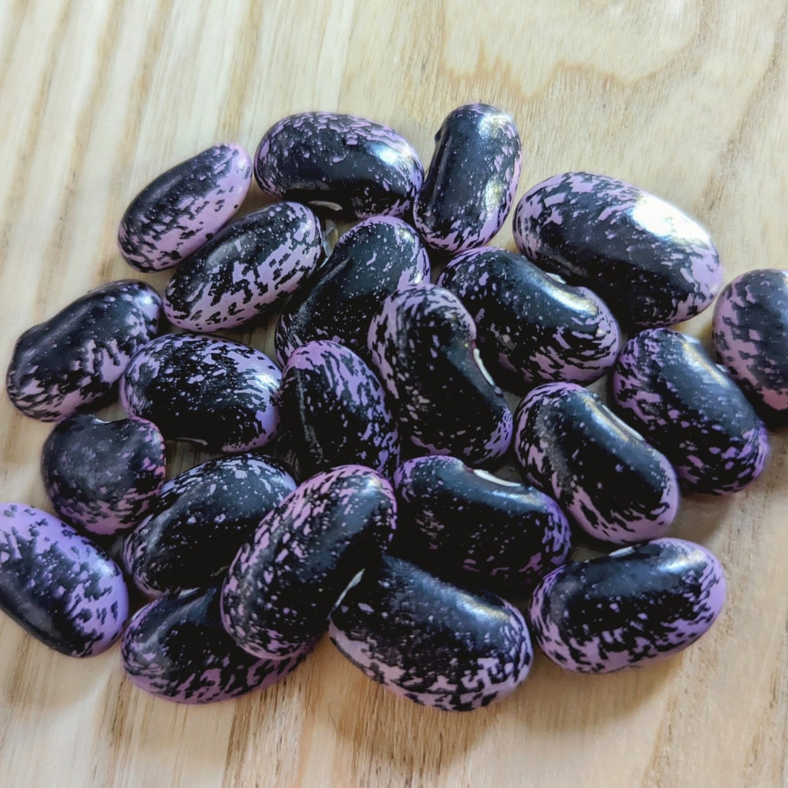 Scarlet Runner Bean Seeds - Etsy