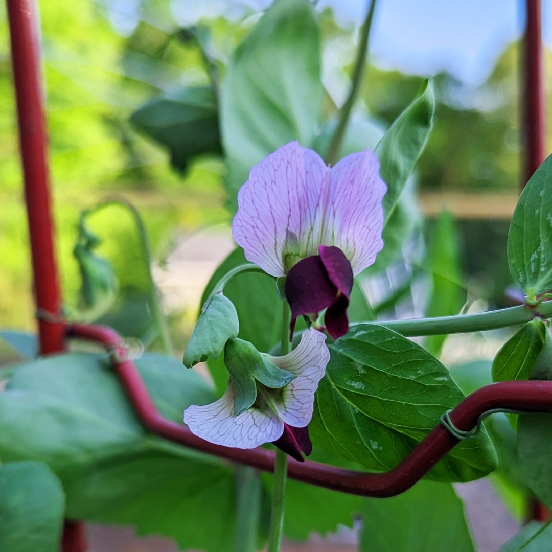 Dwarf Gray Sugar Pea Seeds (heirloom) - Etsy