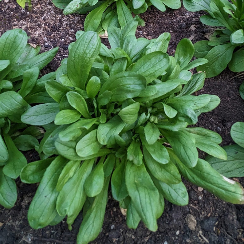 Dutch Corn Salad (a.k.a. Mache) Seeds - Etsy