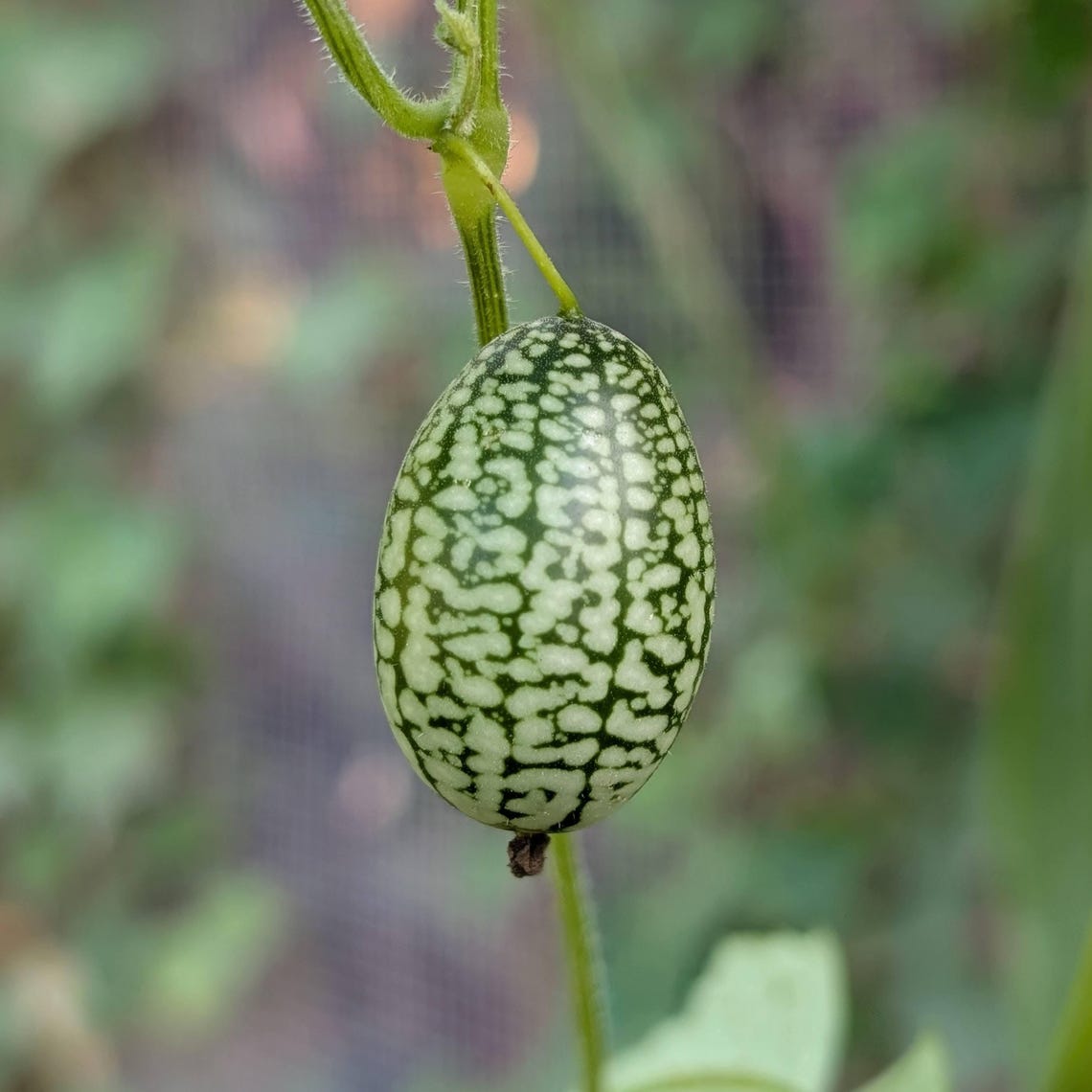 Cucamelon Seeds (25 per Pack) - Etsy