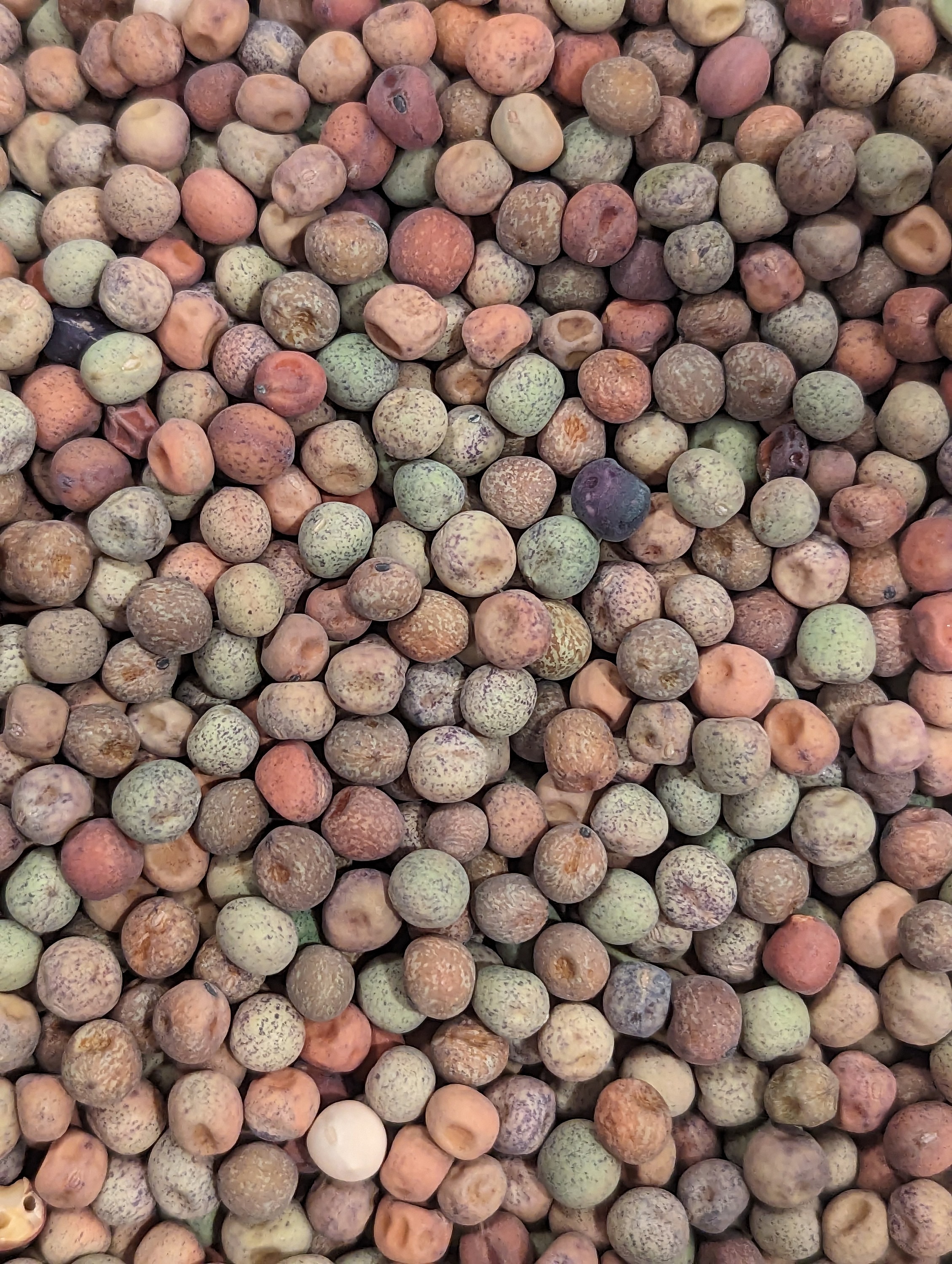 Dwarf Gray Sugar Pea Seeds (heirloom) - Etsy