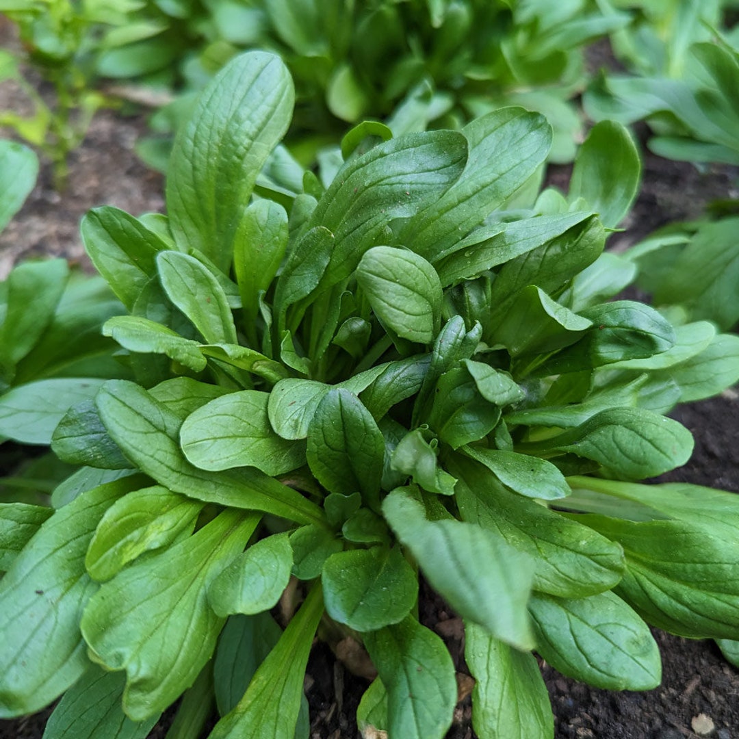Dutch Corn Salad (a.k.a. Mache) Seeds - Etsy