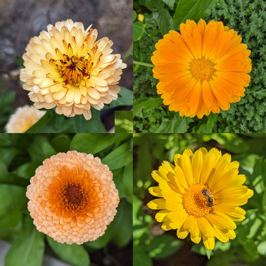 Mixed Calendula Seeds - Etsy
