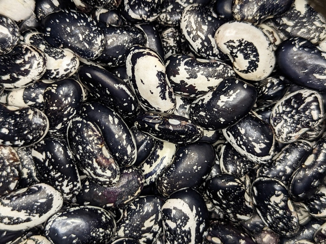 Iroquois Skunk Bean Seeds (heirloom) - Etsy