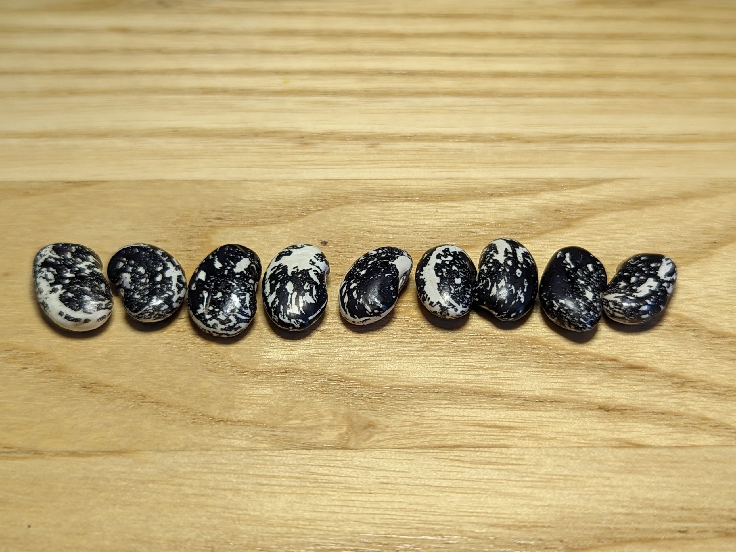 Iroquois Skunk Bean Seeds (heirloom) - Etsy