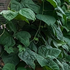 Iroquois Skunk Bean Seeds (heirloom) - Etsy