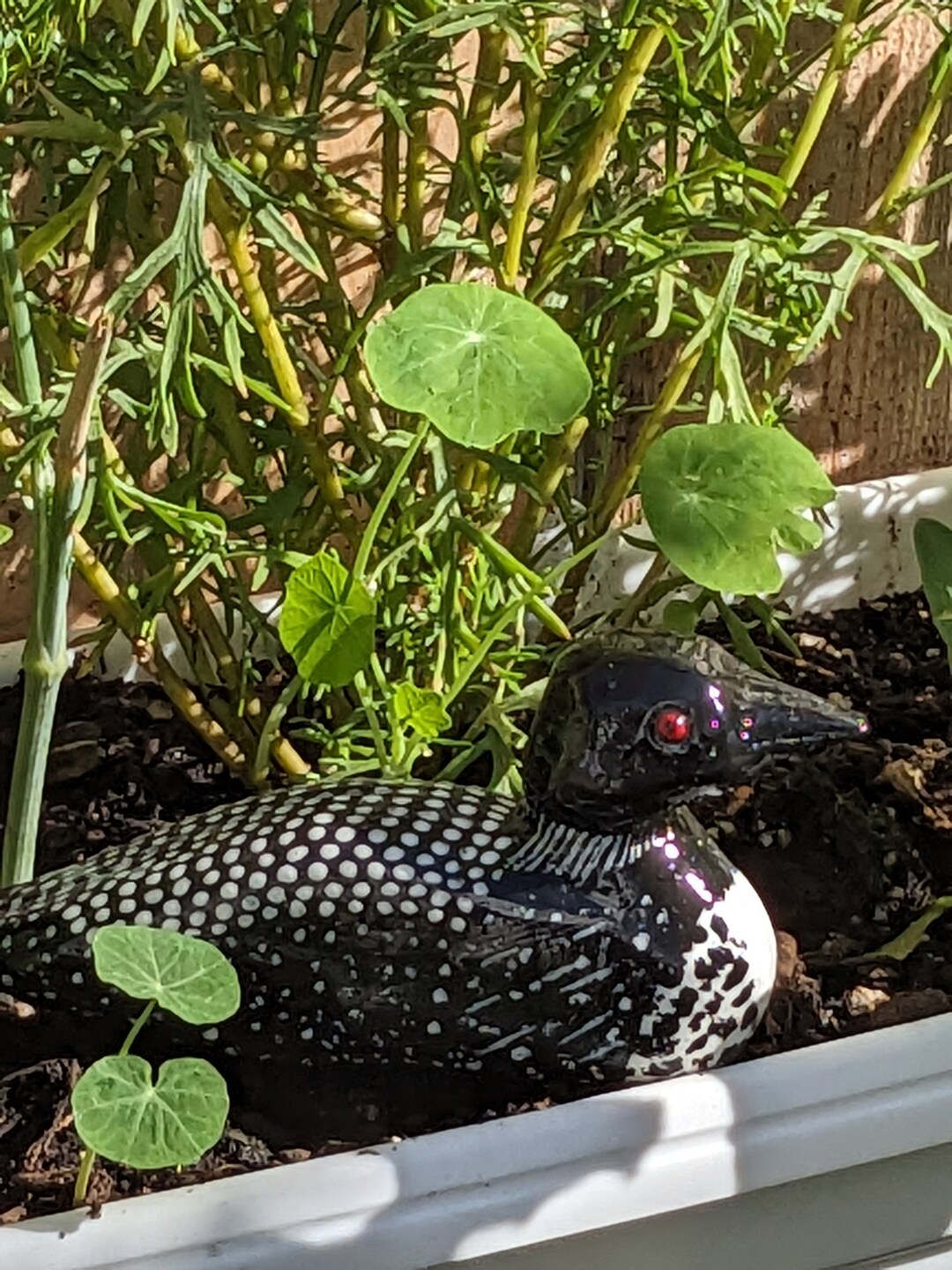 Wood Carving of Common Loon - Etsy