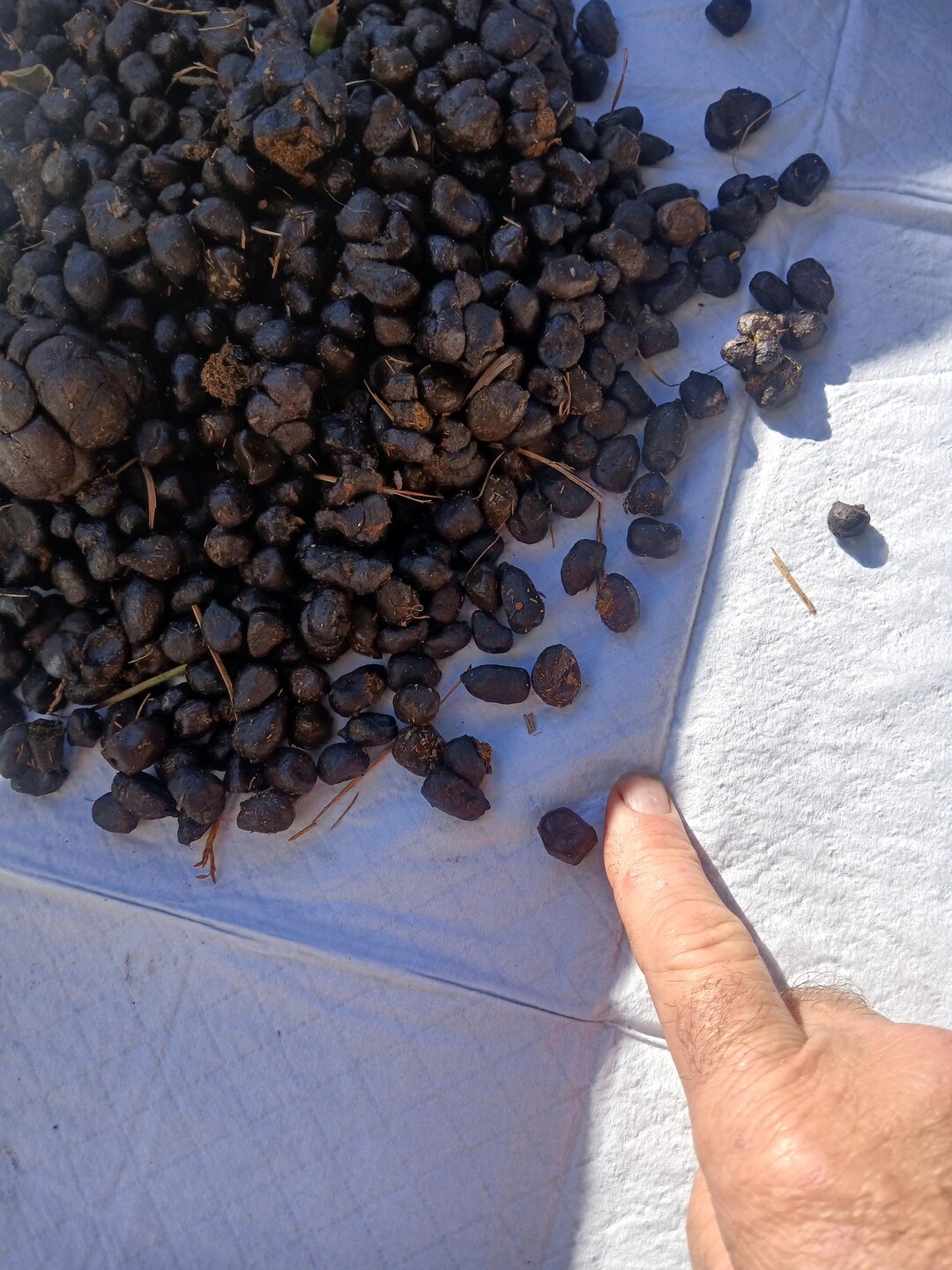 Llama Beans Manure Fertilizer - Etsy