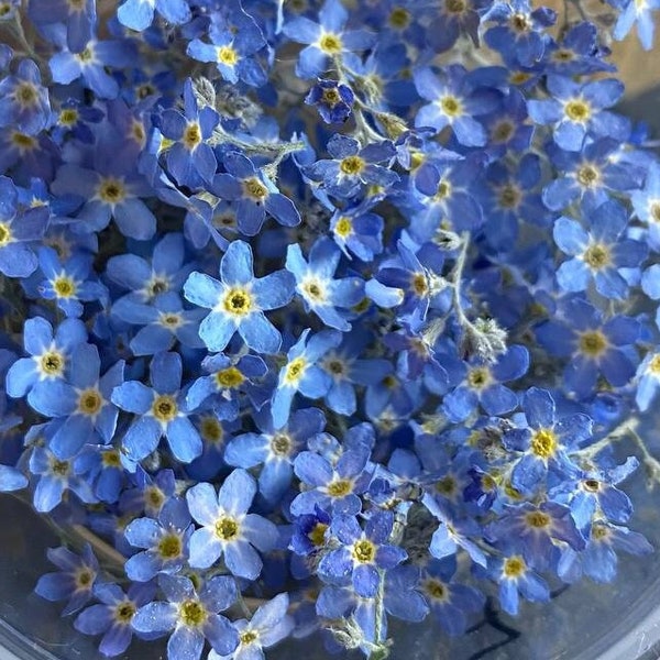 Forget Me Nots - Etsy