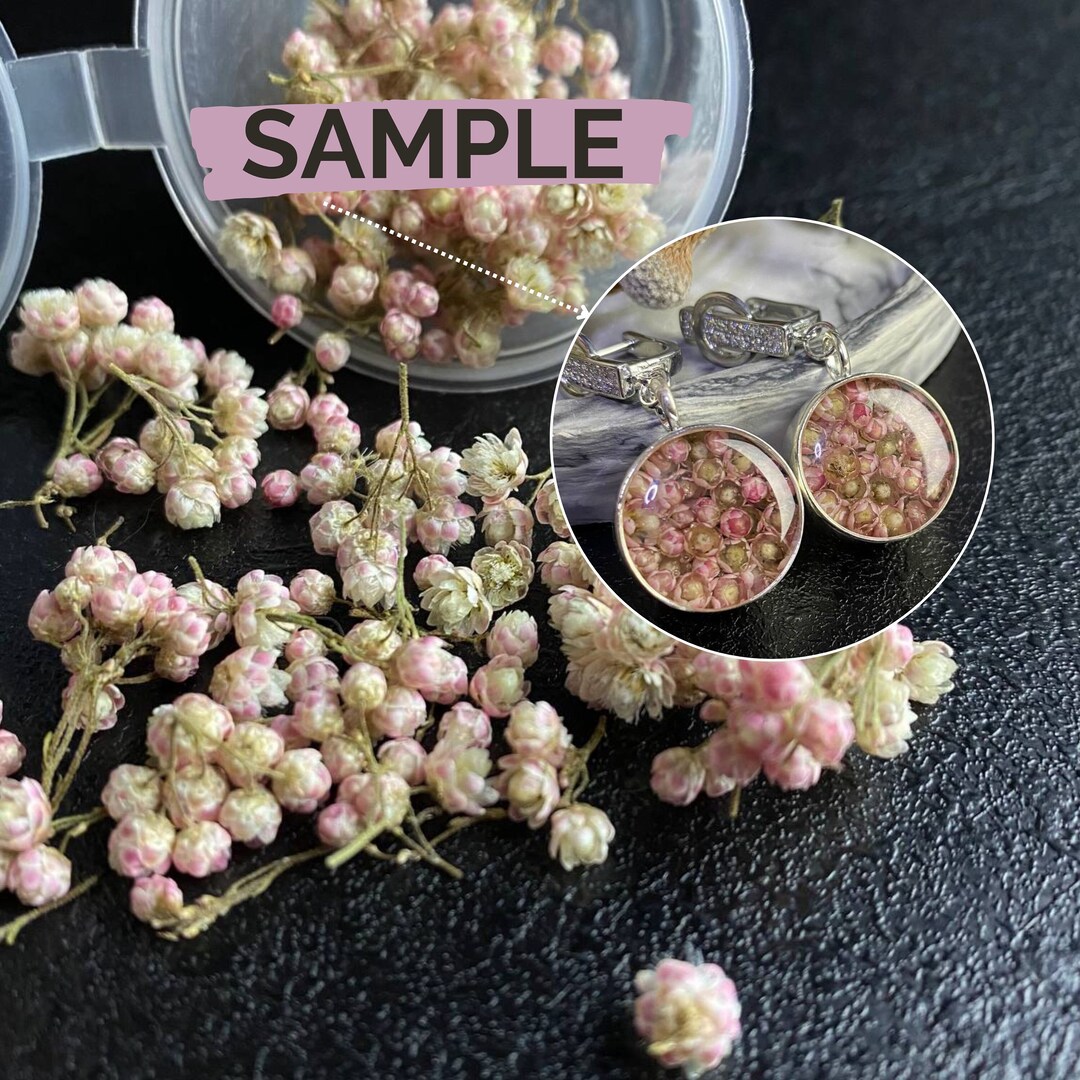 Dried Rice Flowers, Dry Ozothamnus, TINY LIGHT PINK Ozothamnus, Dried ...