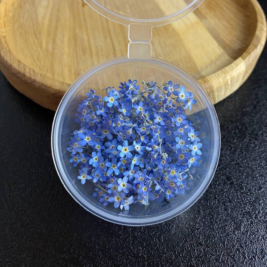 40 Pcs Dried Forget-me-nots, Dried Flowers for Crafts.blue Forget-me ...