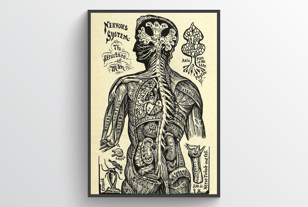 Nervous System Diagram, Structure of Man, Book of Life, Dr. Sivartha ...