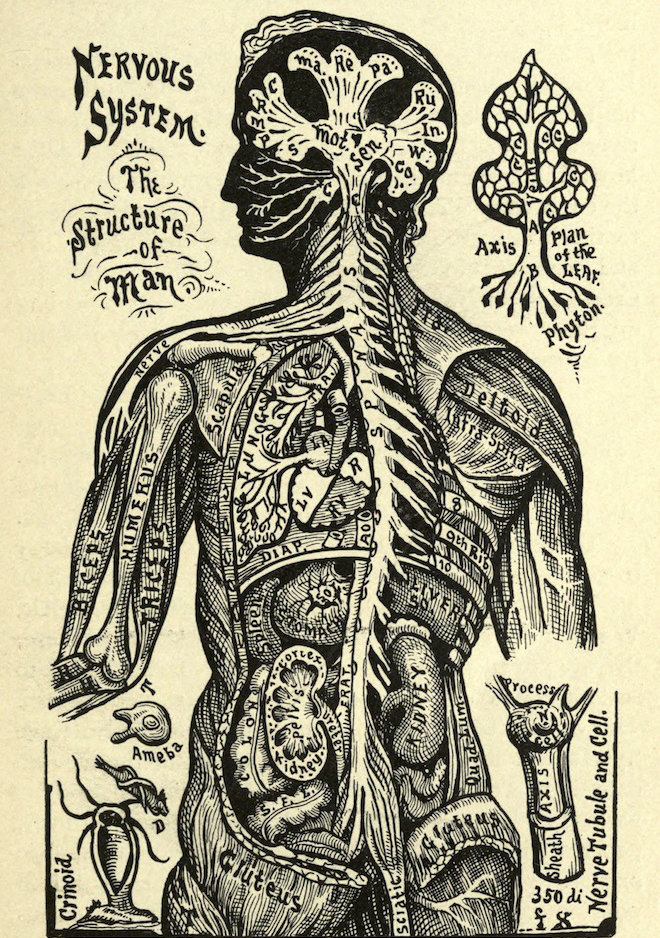 Nervous System Diagram, Structure of Man, Book of Life, Dr. Sivartha ...
