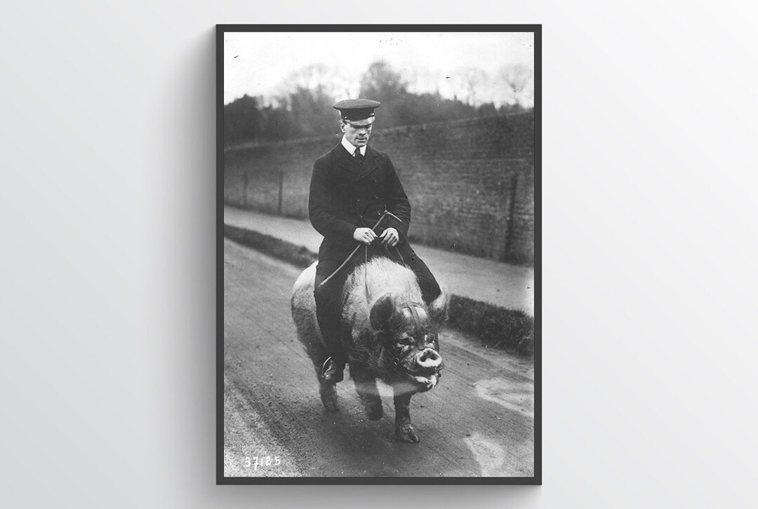 Pig Riding, Man on the Pig, Vintage Photo, Retro Humor, Home Decor ...