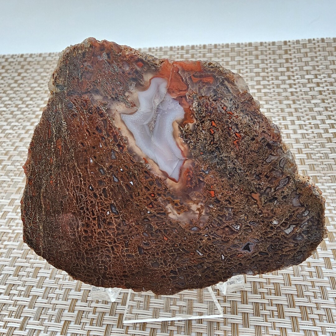 STUNNING Unpolished Utah Fossil Dinosaur Bone Slab Specimen With FULL ...