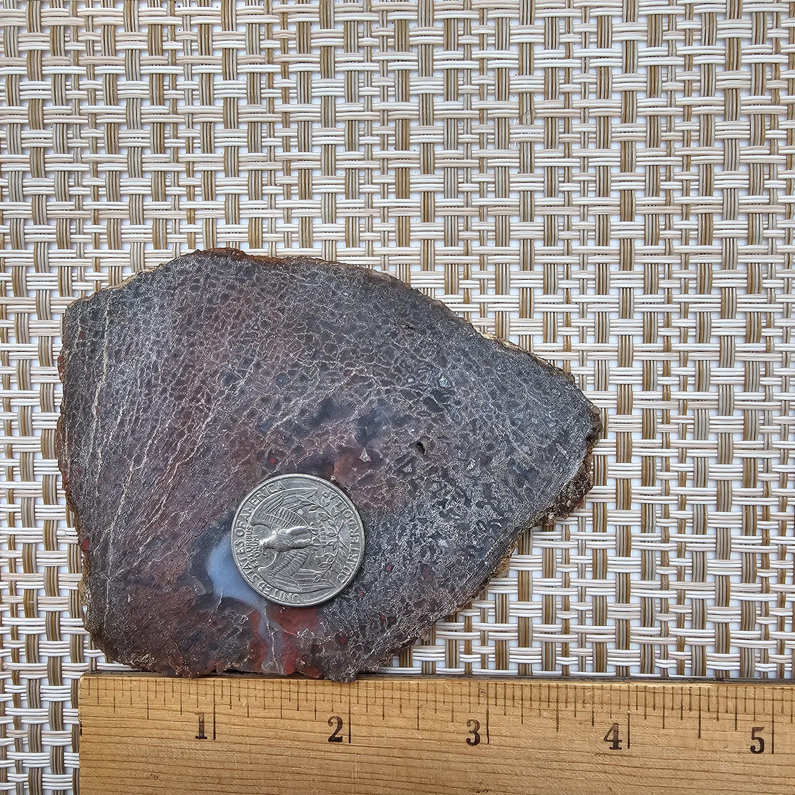 STUNNING Unpolished Utah Fossil Dinosaur Bone Slab Specimen With FULL ...
