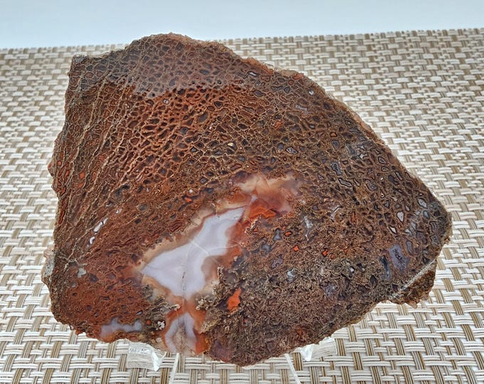 STUNNING Unpolished Utah Fossil Dinosaur Bone Slab Specimen With FULL ...