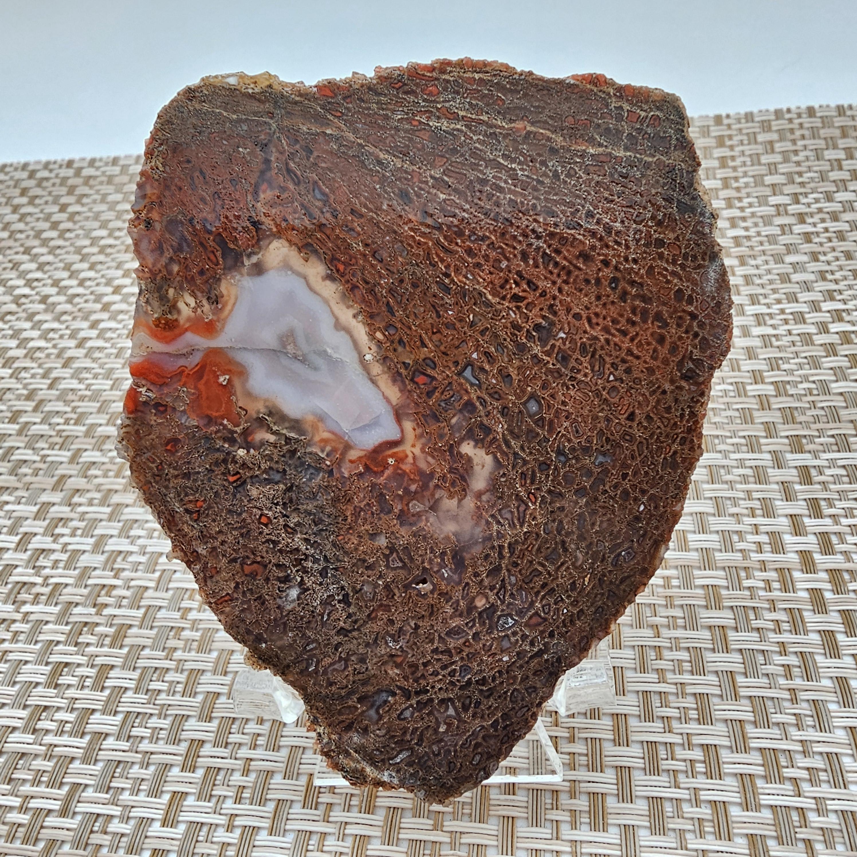 STUNNING Unpolished Utah Fossil Dinosaur Bone Slab Specimen With FULL ...