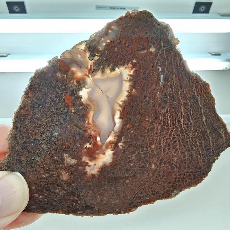 STUNNING Unpolished Utah Fossil Dinosaur Bone Slab Specimen With FULL ...