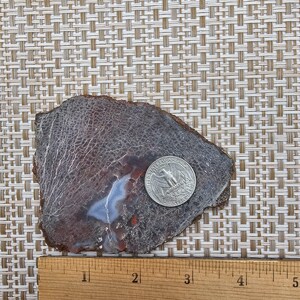 STUNNING Unpolished Utah Fossil Dinosaur Bone Slab Specimen With FULL ...