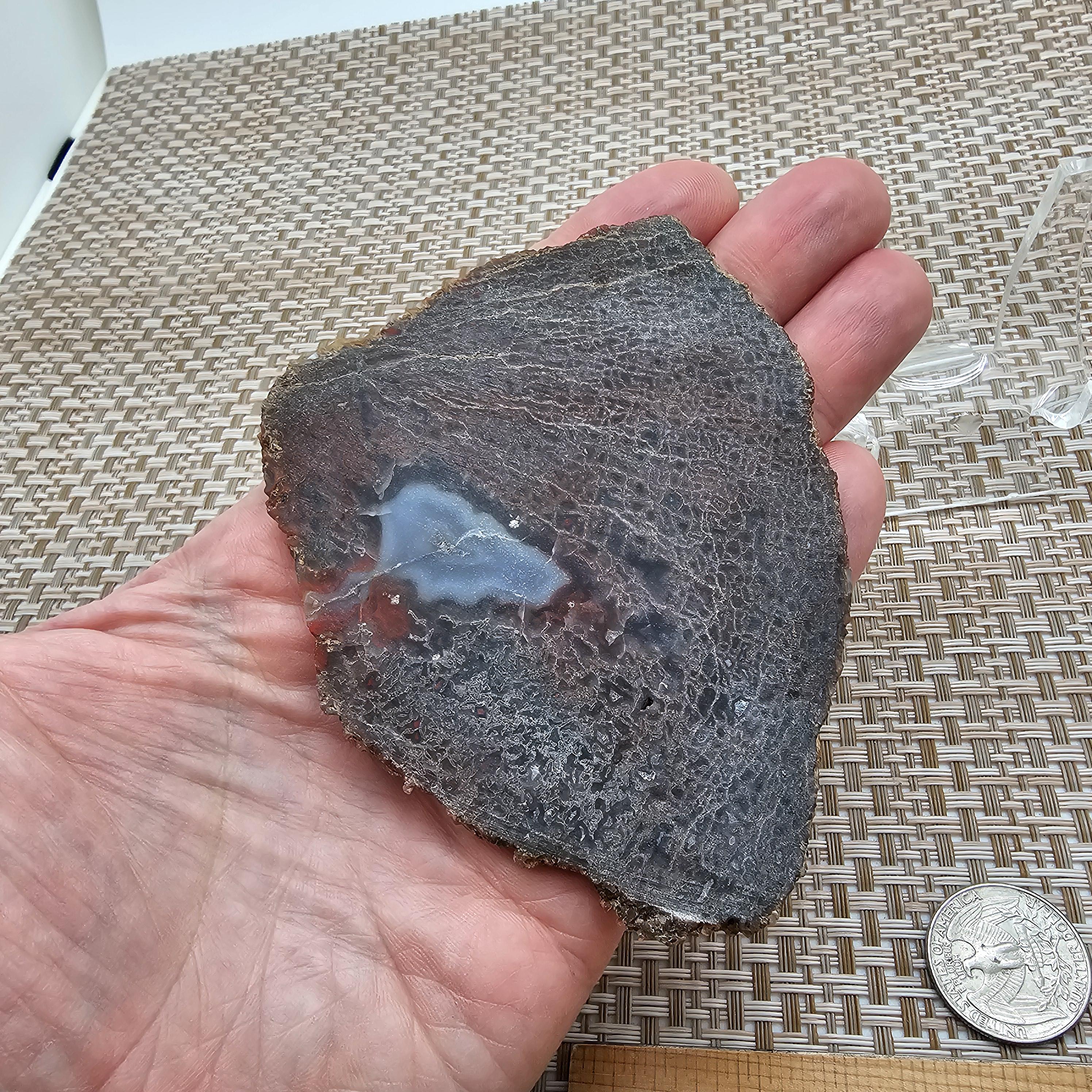 STUNNING Unpolished Utah Fossil Dinosaur Bone Slab Specimen With FULL ...