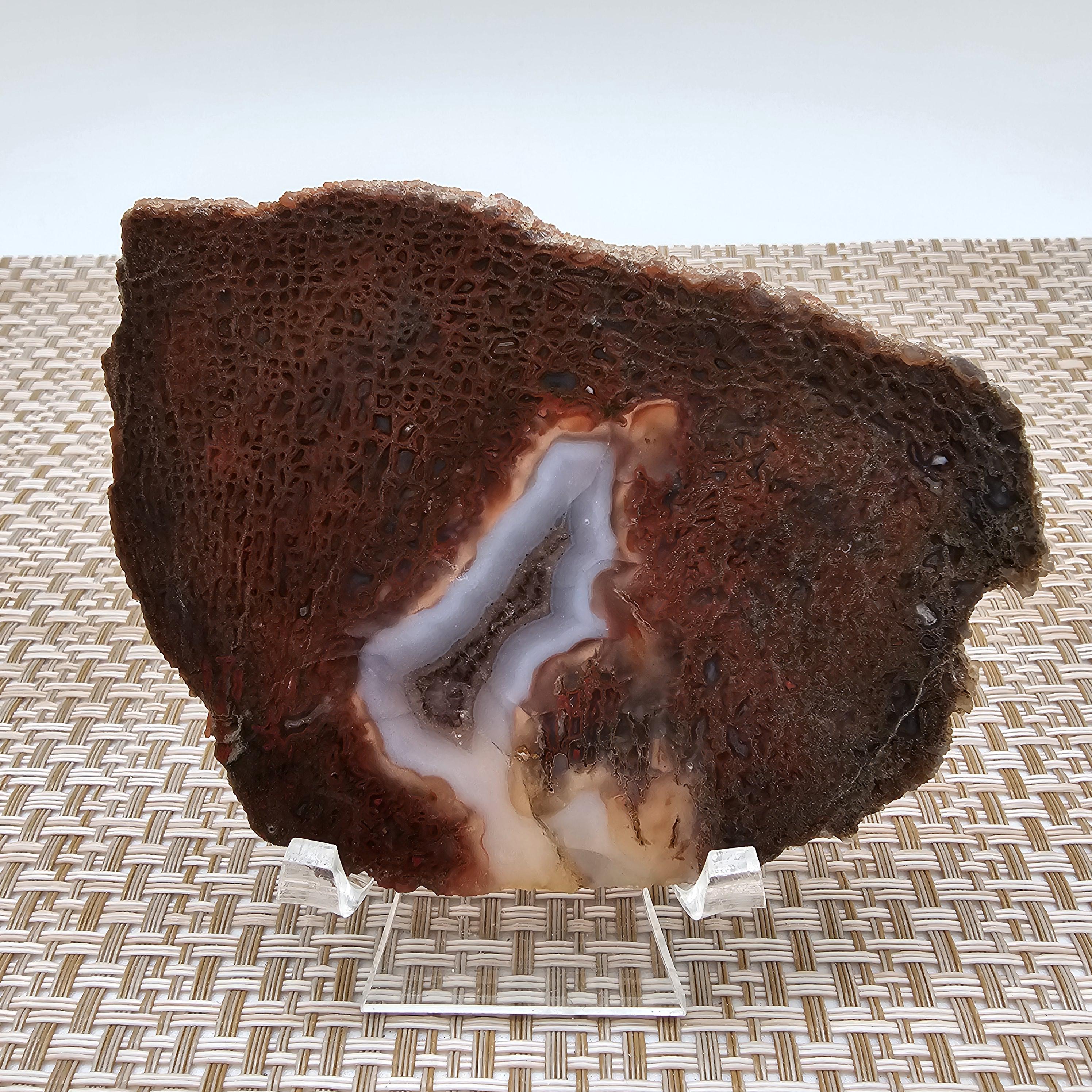 AWESOME Unpolished Utah Fossil Dinosaur Bone Slab Specimen With FULL ...