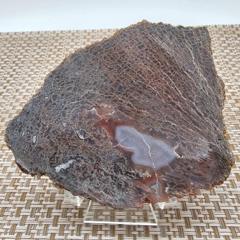 STUNNING Unpolished Utah Fossil Dinosaur Bone Slab Specimen With FULL ...