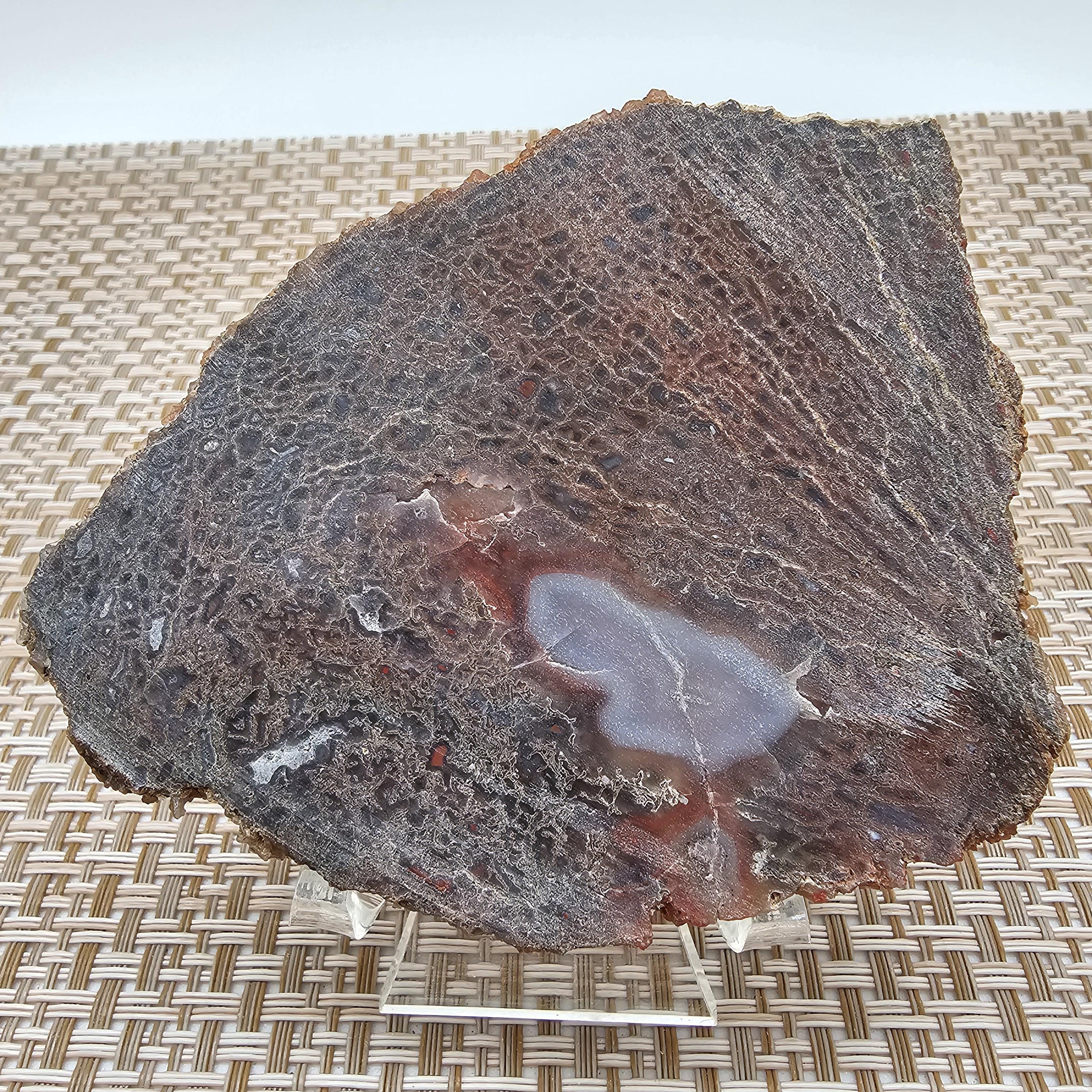 STUNNING Unpolished Utah Fossil Dinosaur Bone Slab Specimen With FULL ...