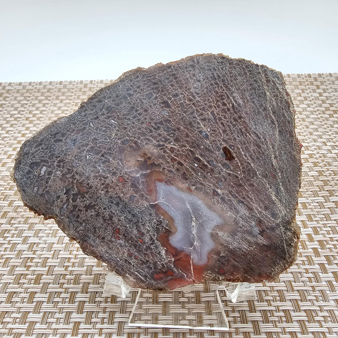 STUNNING Unpolished Utah Fossil Dinosaur Bone Slab Specimen With FULL ...