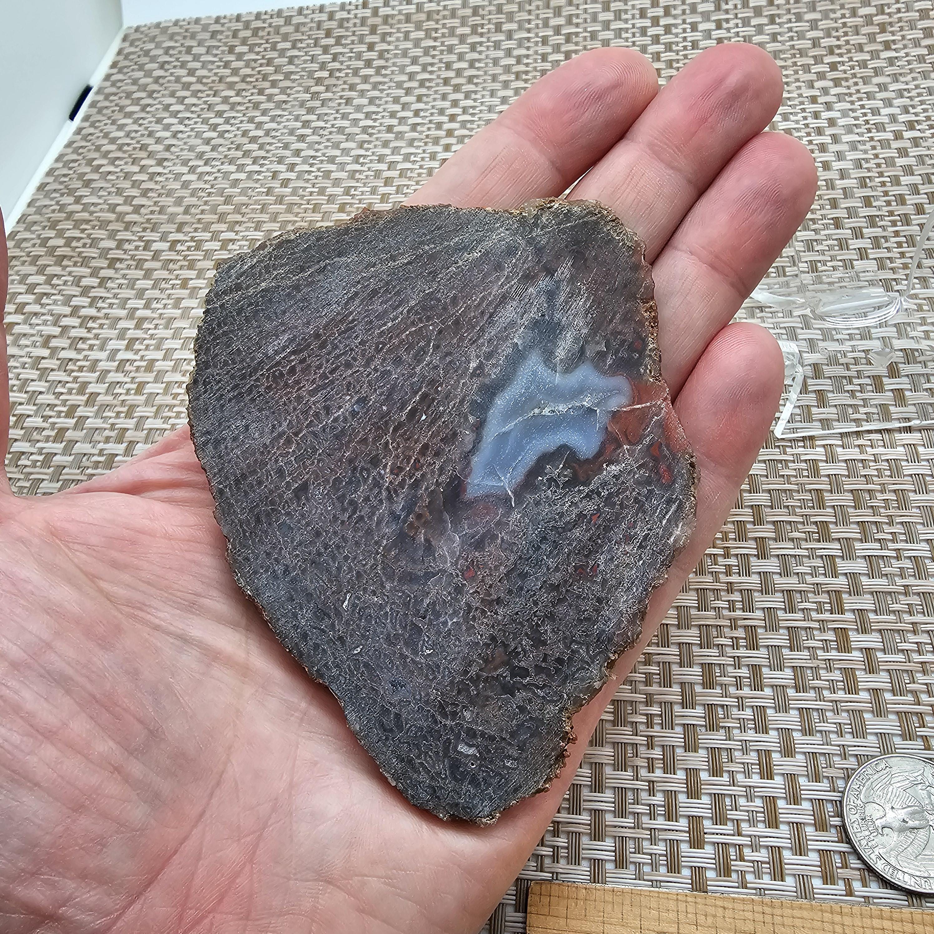 STUNNING Unpolished Utah Fossil Dinosaur Bone Slab Specimen With FULL ...