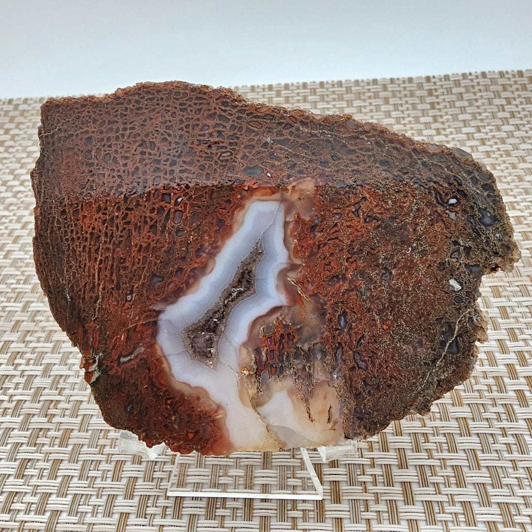 AWESOME Unpolished Utah Fossil Dinosaur Bone Slab Specimen With FULL ...