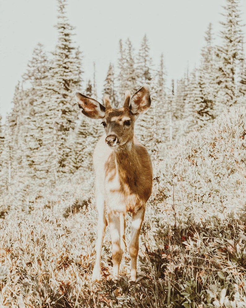 Hello Deer - Etsy