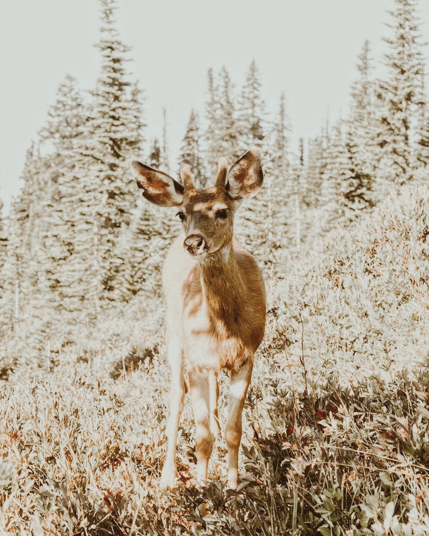 Hello Deer - Etsy