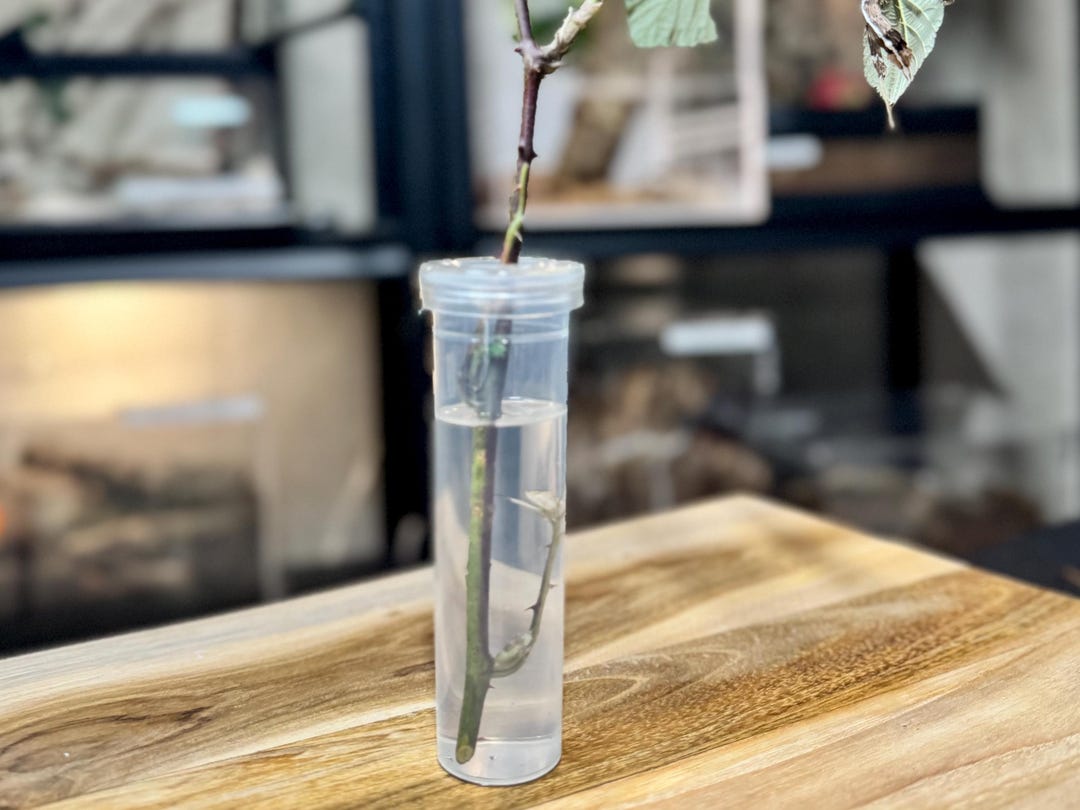 Clear Plastic Water Tubes Perfect for Stick Bug Enclosures and Fresh ...