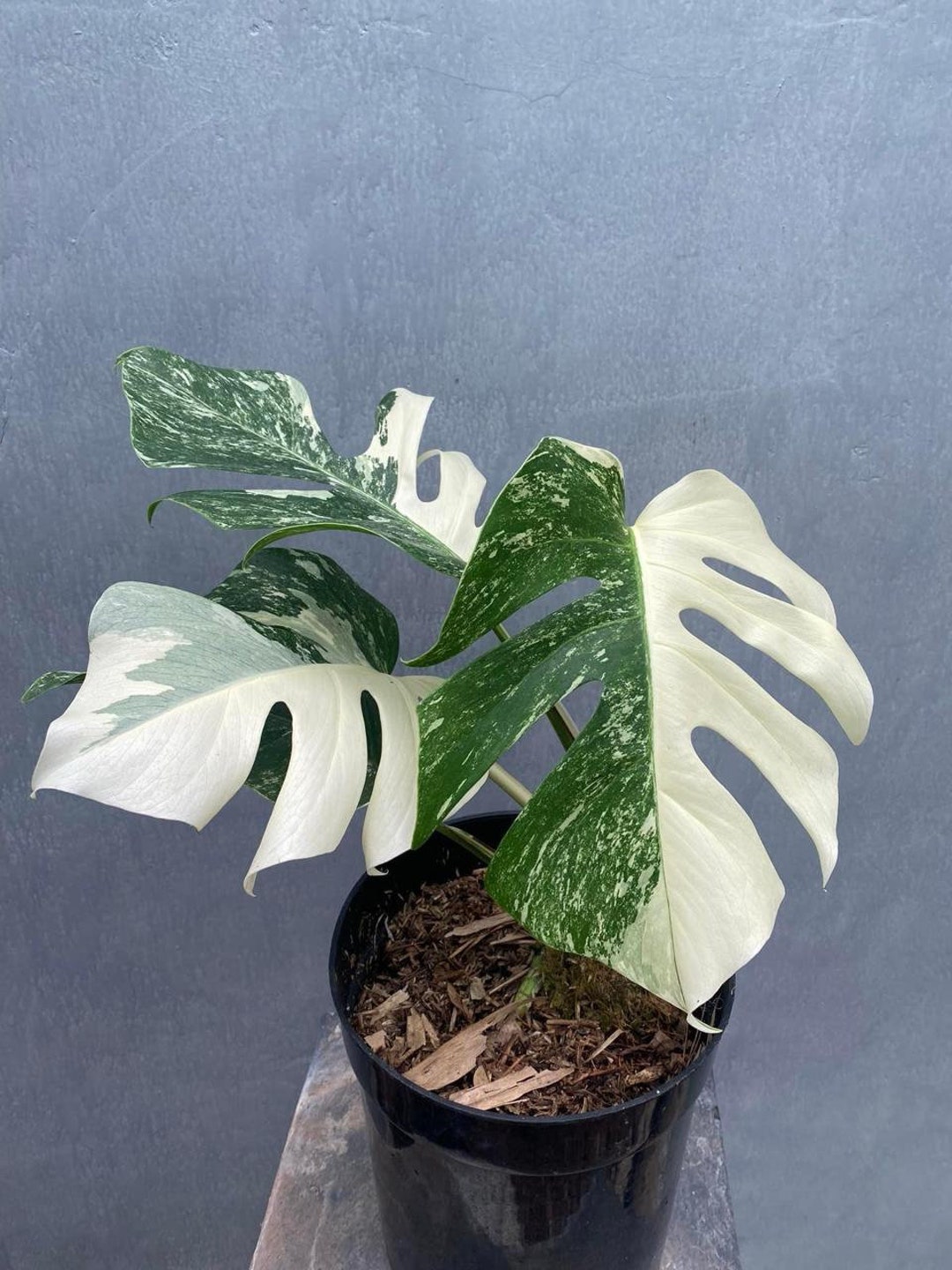 Real Pic Monstera Variegated White Tiger Albo Free Phytosanitary ...