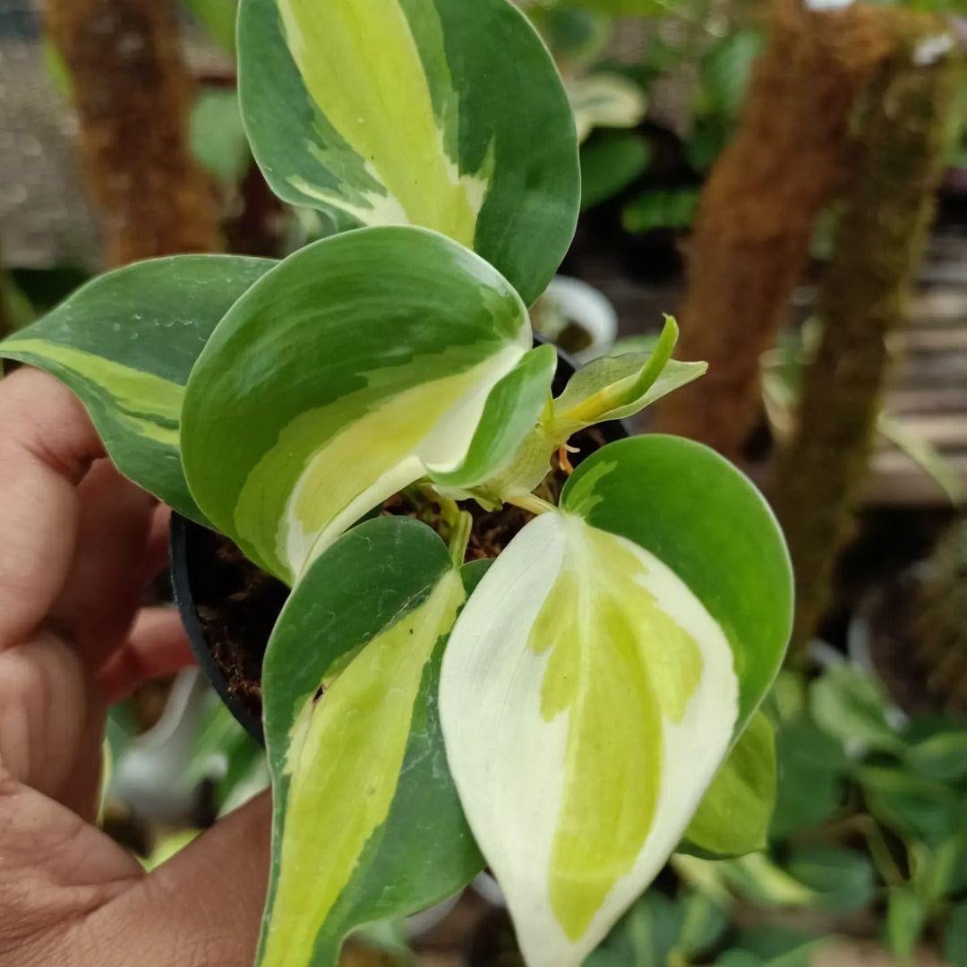 Philodendron Hederaceum Gabby Free Phytosanitary Certificate - Etsy