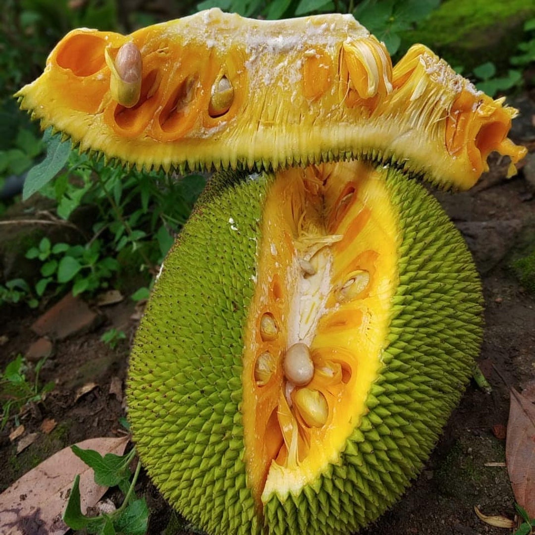 Free Shipping Grafted King Jackfruit Tree Fruit Fast Shipping - Etsy