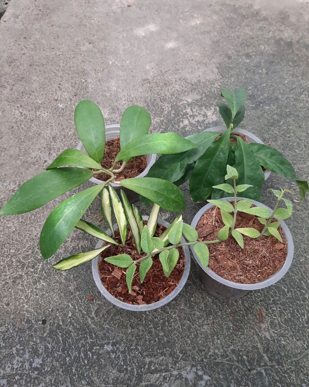 Wholesale 4X Plant Hoya Mindorensis, Hoya Decipulae, Hoya Wayetii Variegated, Hoya Bella Free ...