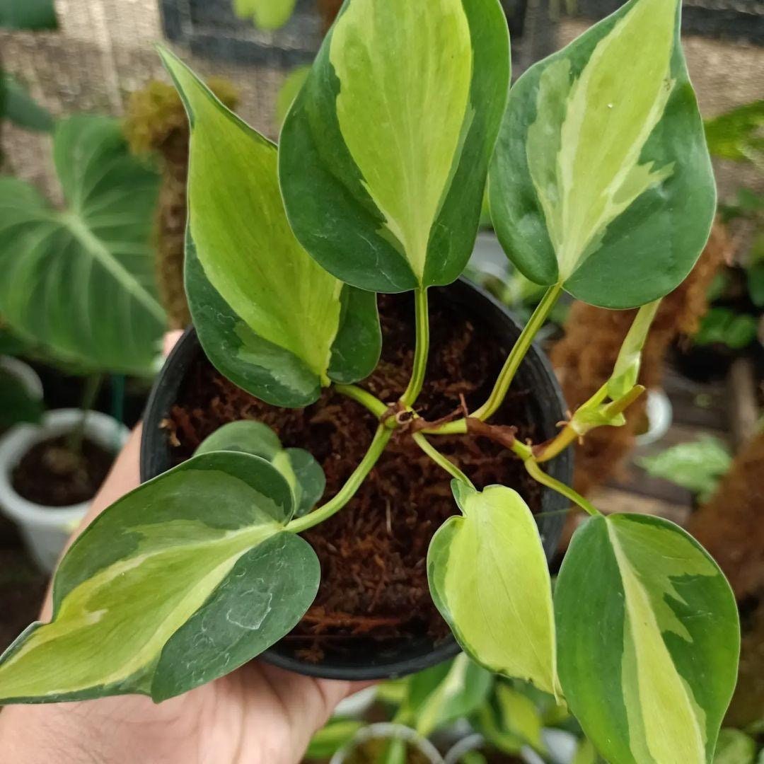 Philodendron Hederaceum Gabby Free Phytosanitary Certificate - Etsy