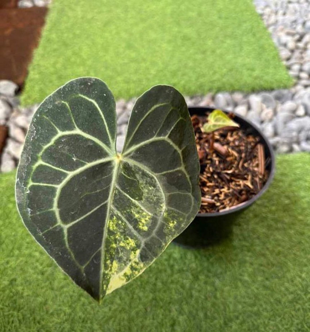 Anthurium Clarinervium Variegated 1 Hojas / Certificado Fitosanitario ...
