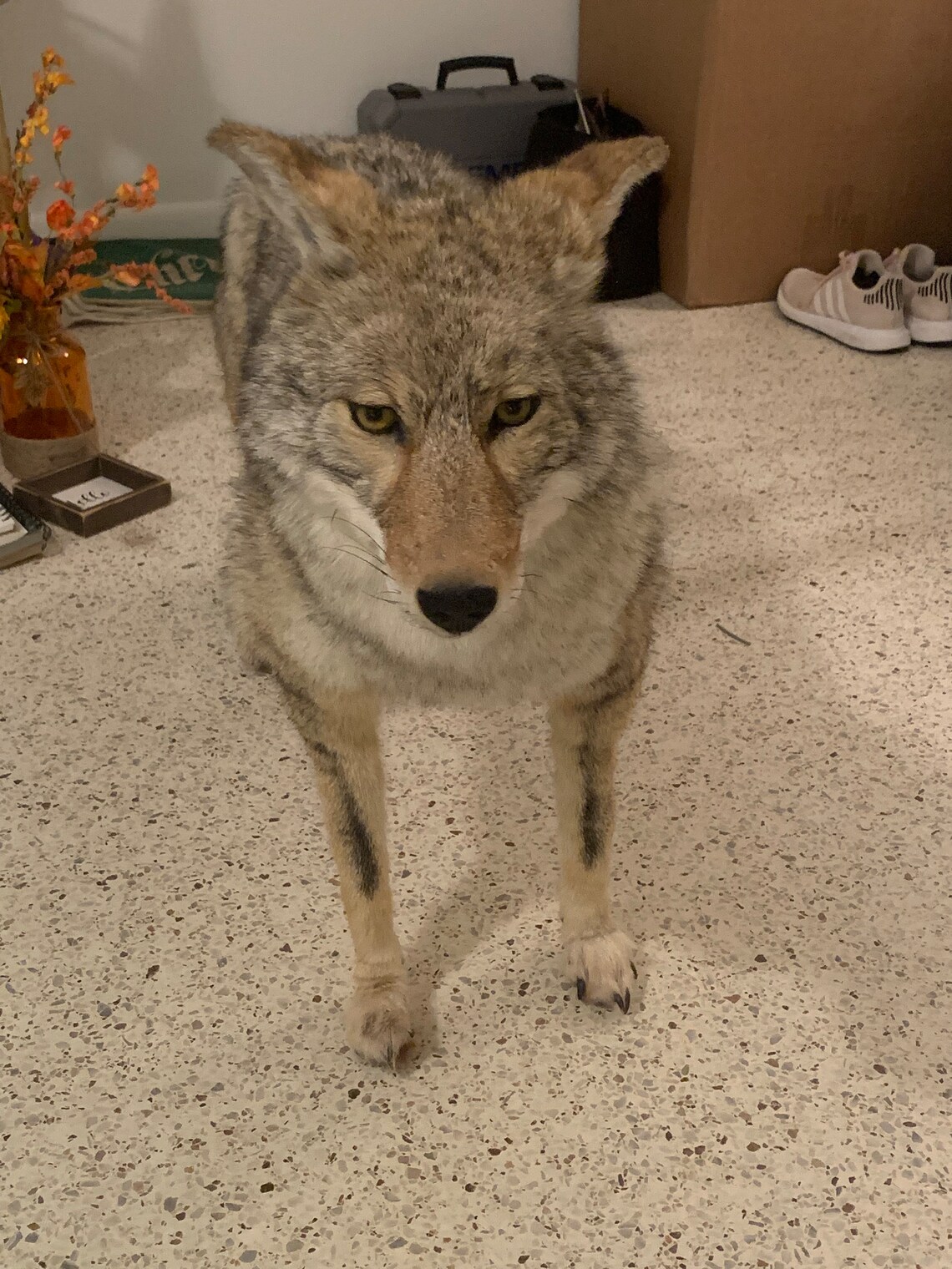 Pre-made, Fully Posable Coyote Soft Mount - Etsy
