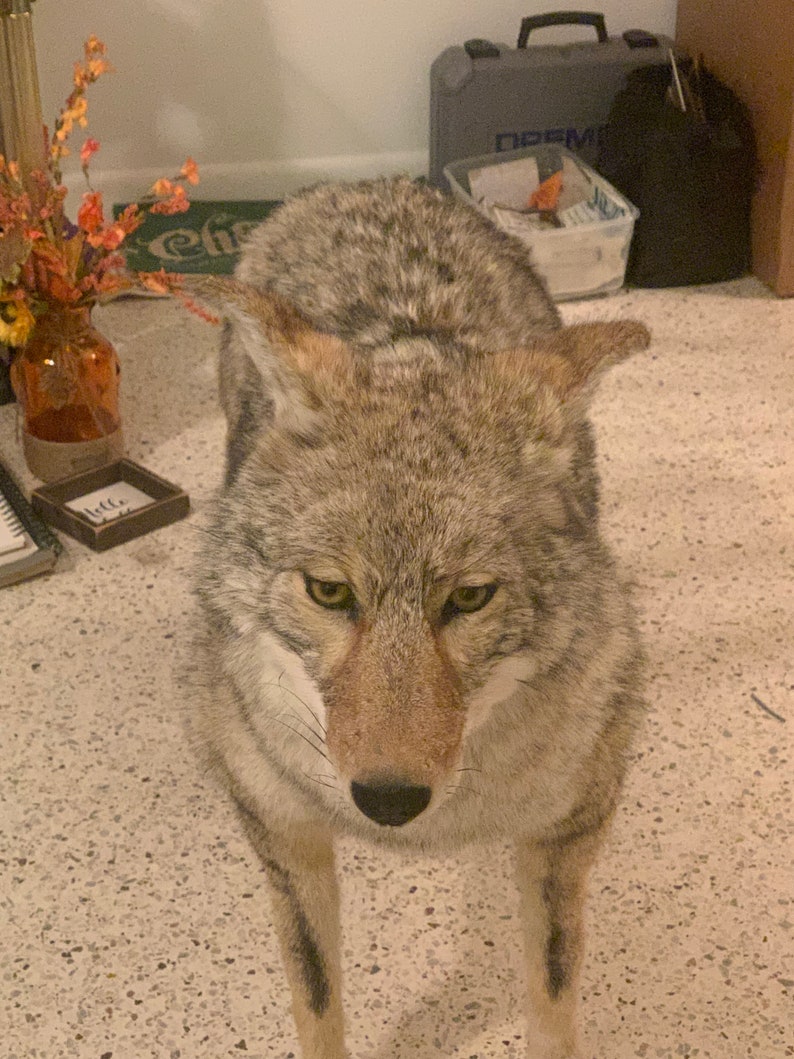 Pre-made, Fully Posable Coyote Soft Mount - Etsy