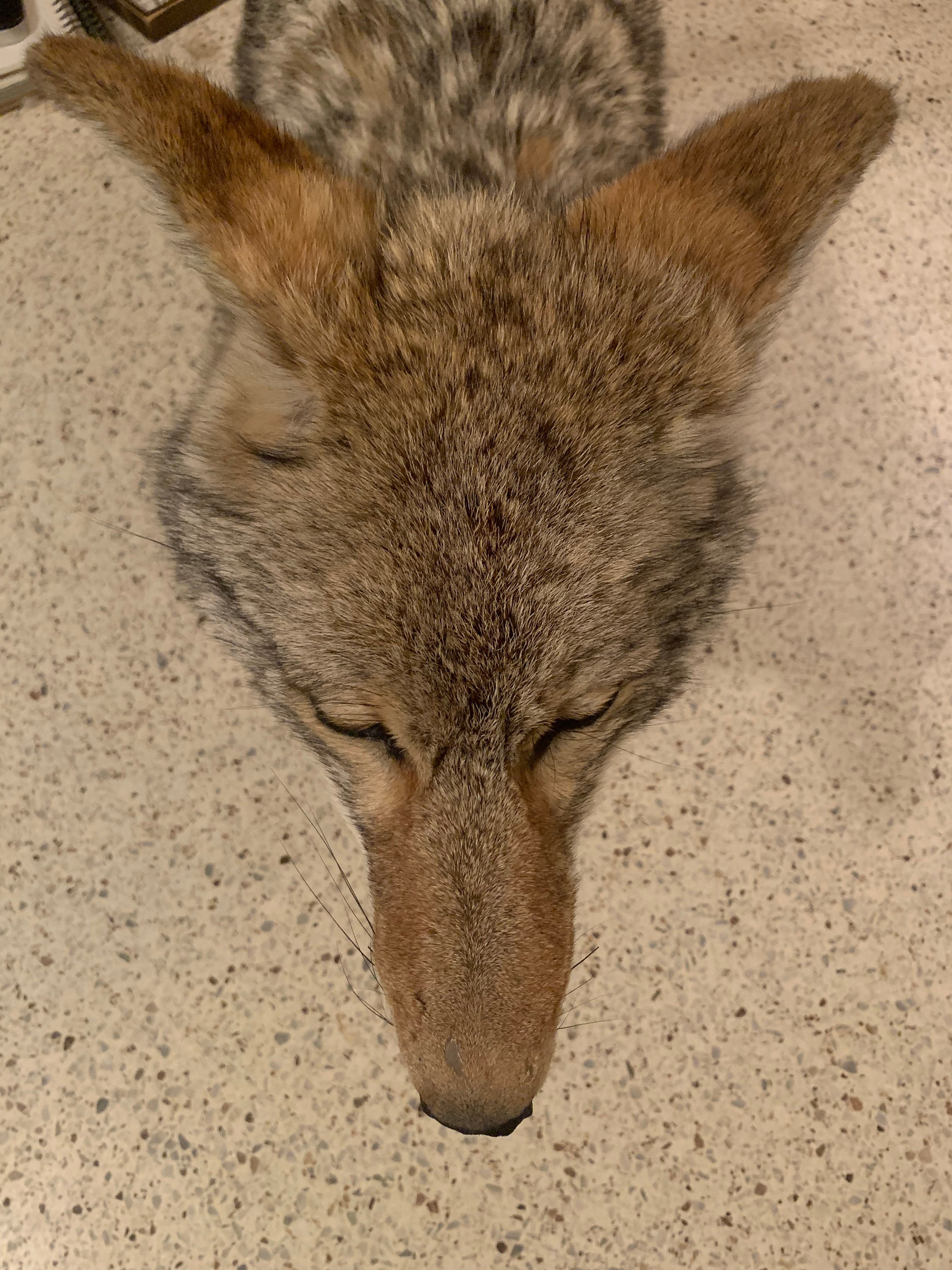 Pre-made, Fully Posable Coyote Soft Mount - Etsy