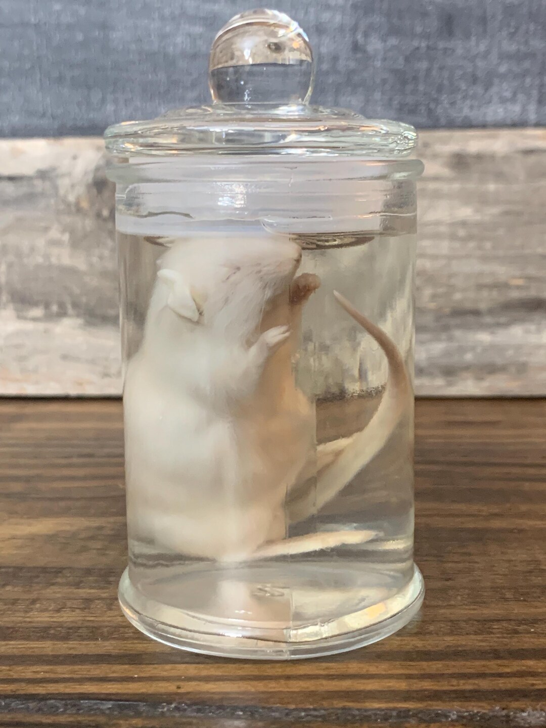 Mouse Wet Specimen - Etsy