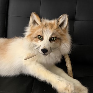 MADE TO ORDER/ Commissioned Fox Taxidermy Softmount - Etsy