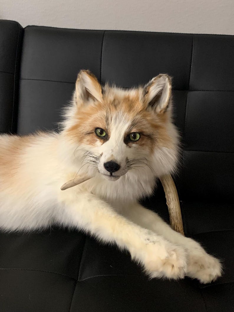 MADE TO ORDER/ Commissioned Fox Taxidermy Softmount - Etsy