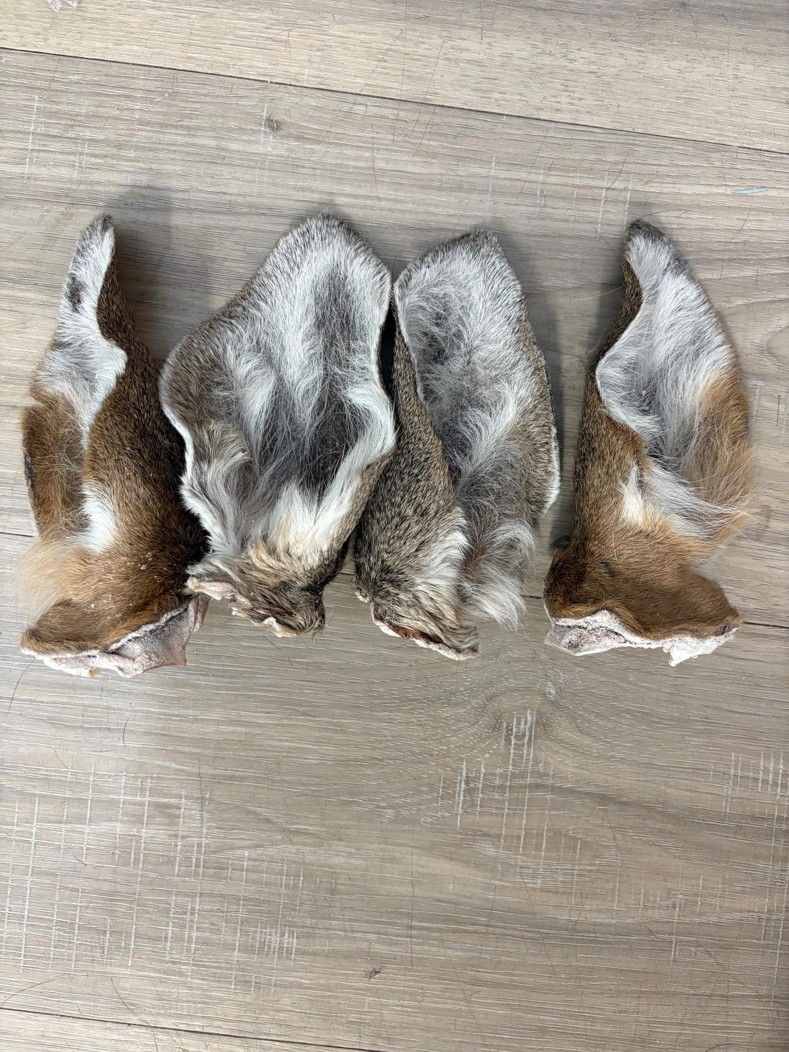 Mummified/ Preserved Whitetail Deer Ears - Etsy