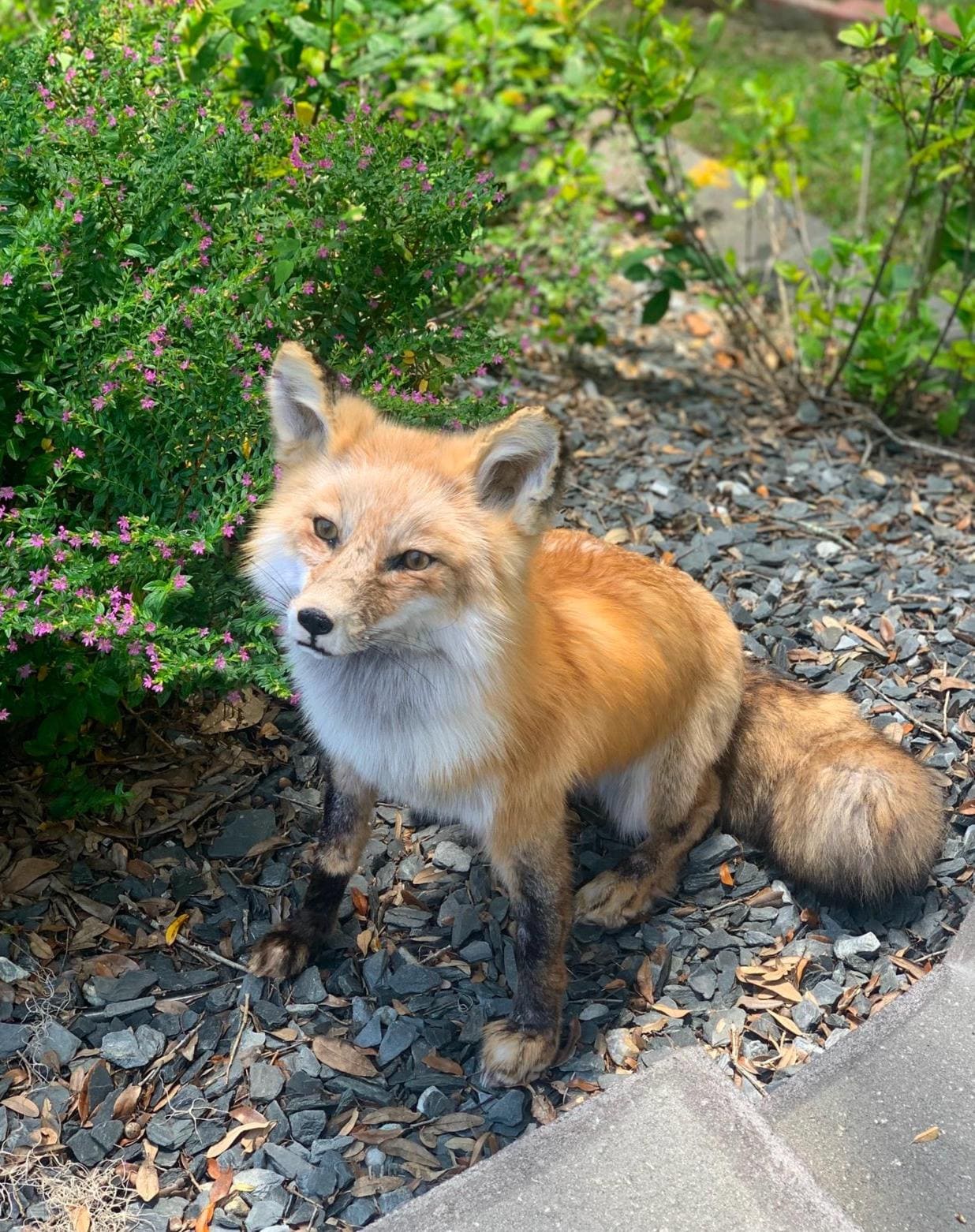 MADE TO ORDER/ Commissioned Fox Taxidermy Softmount - Etsy